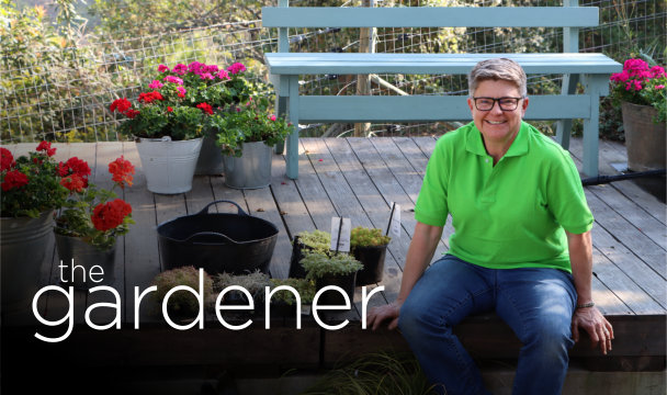 The Home Channel - DStV Channel 176